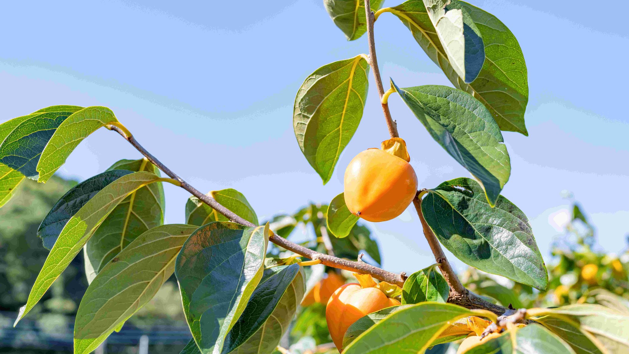 Persiskin, awarded in the category Startup/Sustainable SME in the ...